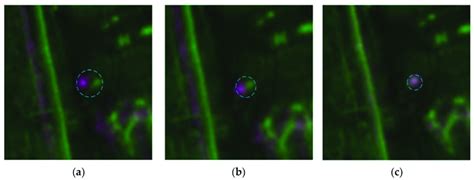The Pseudo Color Superposition Of Region A As Shown In Figure 4b A Download Scientific