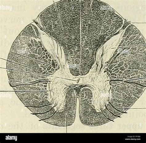 Posterior Funiculus