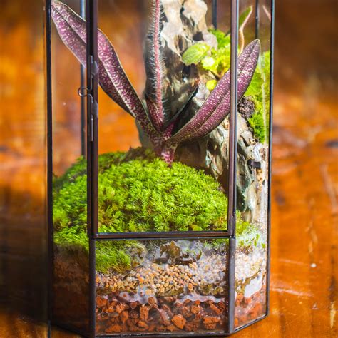 Basic Moss Terrarium Planting Kit Ncypgarden