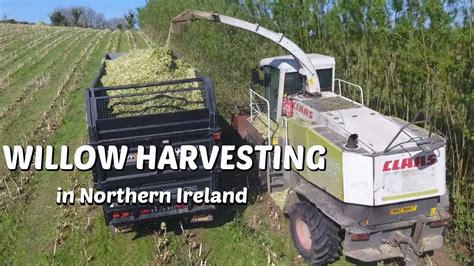 Willow Harvesting In Northern Ireland YouTube