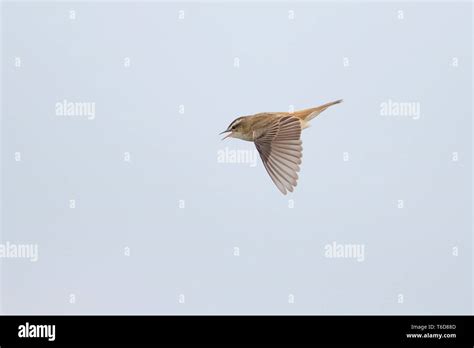 Sedge Warbler Acrocephalus Schoenobaenus In Display Song Flight Stock