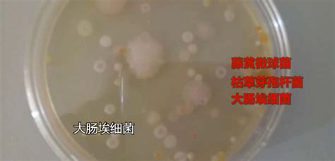 玩屎实测丨公共厕所里的坐便器和蹲坑到底哪个更脏？ 知乎