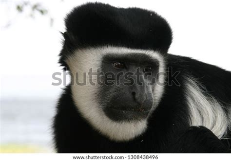 Best Ethiopian Cousin Royalty Free Images Stock Photos Pictures