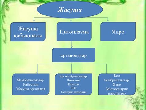 Жасуша және оның құрылысы презентация онлайн