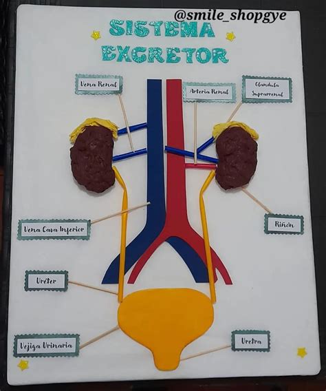 Smile Shop Gye Maqueta Del Sistema Excretor Con Material