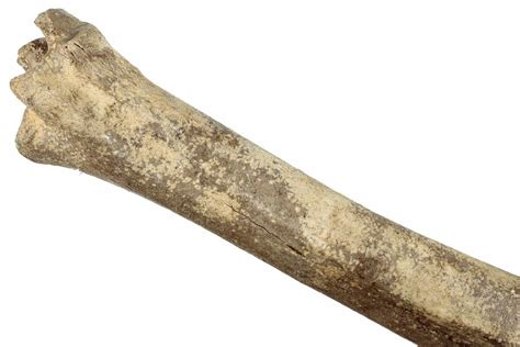 10 5 Pleistocene Fossil Deer Odocoileus Tibia Florida 265354