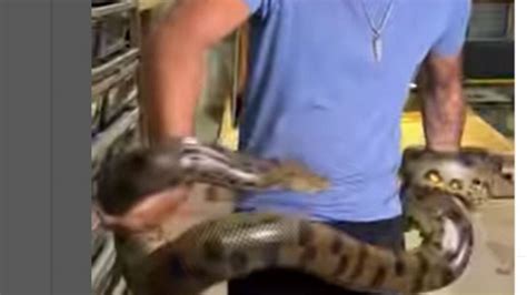 Anaconda Bites Man Multiple Times Video Viral அணகோண்டா பாம்பிடம்