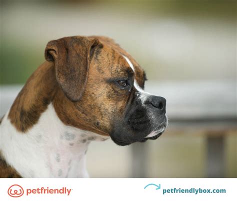 Will Hip Dysplasia Kill A Dog