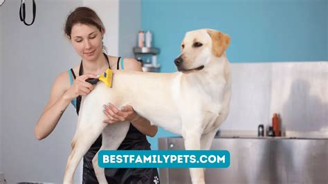 Top Picks Best Dog Brushes For Different Coat Types
