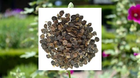 When To Plant Hollyhock Seeds In South Africa