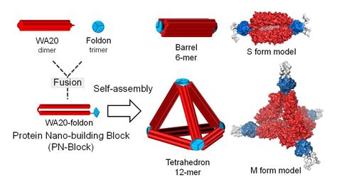 Self Assembling Nano Architectures Created From A Protein Nano Building Block Topics Iccer
