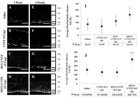 Response of Müller glial cells to ONC and each subsequent intravitreal Download Scientific