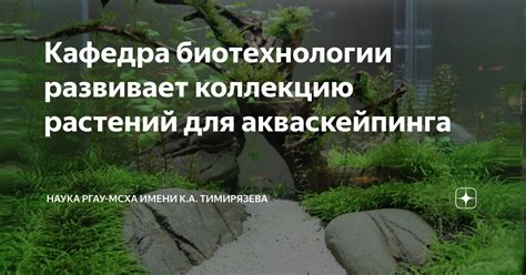 Кафедра биотехнологии развивает коллекцию растений для акваскейпинга