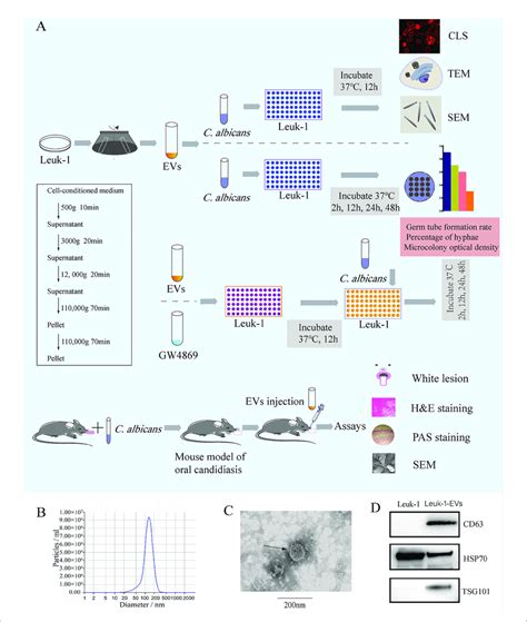Flow Chart Of The Experiment And Characterization Of Evs Derived From Download Scientific