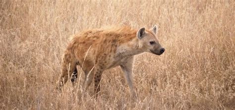 Hyena Laugh Free Sound Effects Animal Sounds