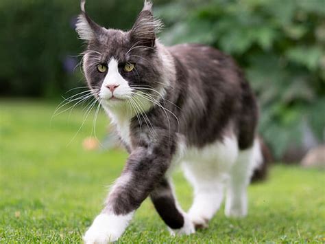 Tuxedo Maine Coon Complete Guide Vocal Cats