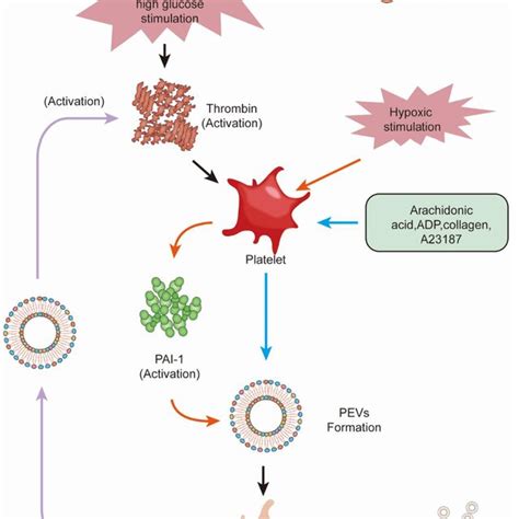 Platelet Activation And The Release Of Extracellular Vesicles