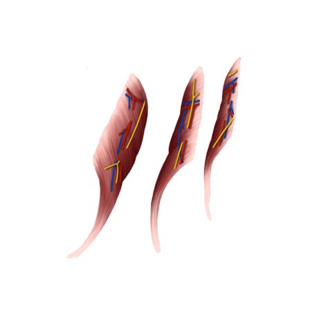 Hand Anatomy Ink Motion