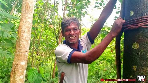 කිතුල් ගස සහ මල් මැදීම Youtube