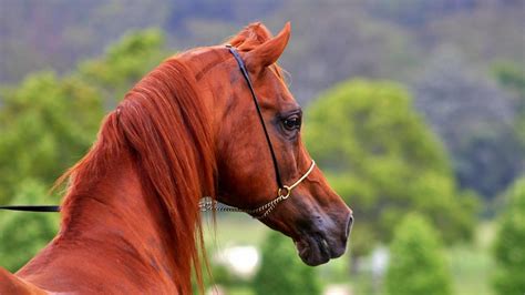 Occipitoatlantoaxial Malformation Oaam School Of Veterinary Medicine
