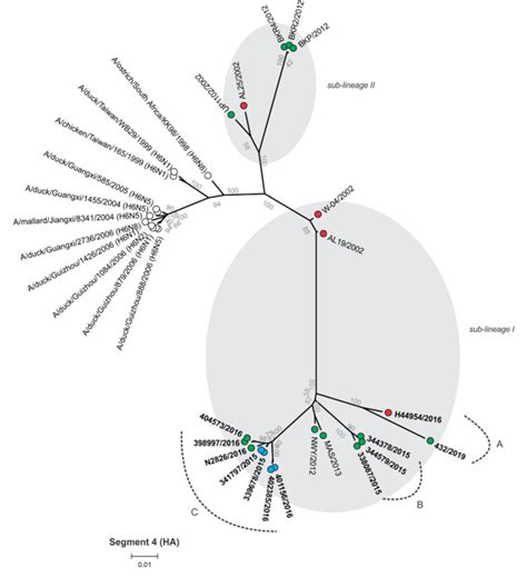 Maximum Likelihood Phylogenetic Tree Of Segment 4 Encoding The