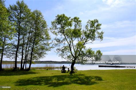 광대 한 강이 나 호수 근처에 신선한 녹색 잎이 가득한 나뭇가지가 있는 한 개의 구부러진 나무와 그 아래에 앉아 있는 남자와 그림자를 던지는 것과 폴란드의 봄 날 동안
