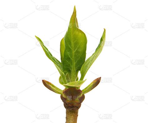 紫丁香的春季分枝，芽在白色上分离