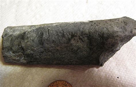 Another Unidentified Nautiloid Member Collections The Fossil Forum