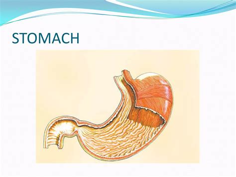 Gastric Outlet Obstruction Pptx