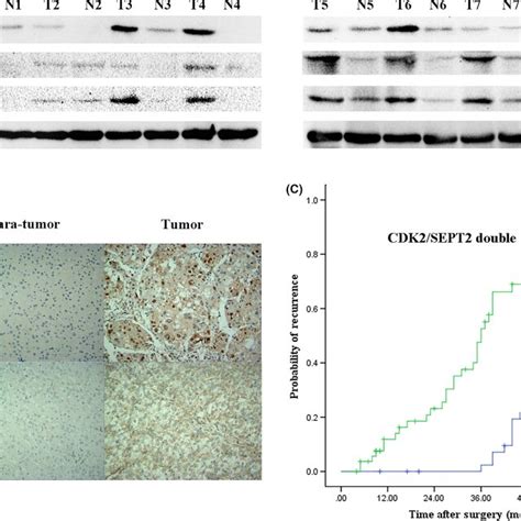 Correlation Of Cyclin‐dependent Kinase 2 Cdk2 And Septin2 Sept2 Download Scientific Diagram