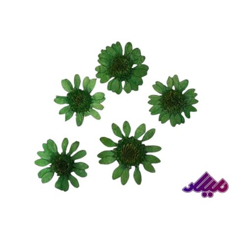گل خشک بابونه سبز کوچک وارداتی 5 عددی گروه هنری میلاد