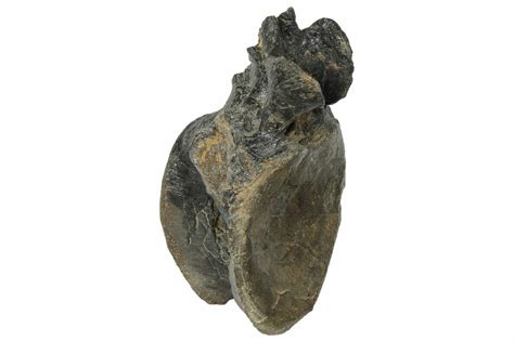 6 5 Ornithopod Dinosaur Vertebra Isle Of Wight England 171295