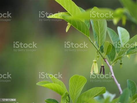 꽃 과일 커스터드 사과 나무 설탕 사과 과자 또는 아논 안노나 스쿼모사 식물 Annona Squamosa Annonaceae는