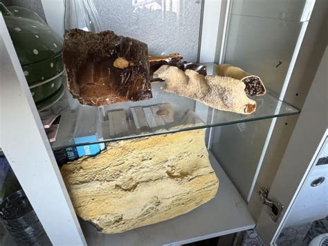 Opalized Limb Casts Possible Bone Specimens R Fossilid