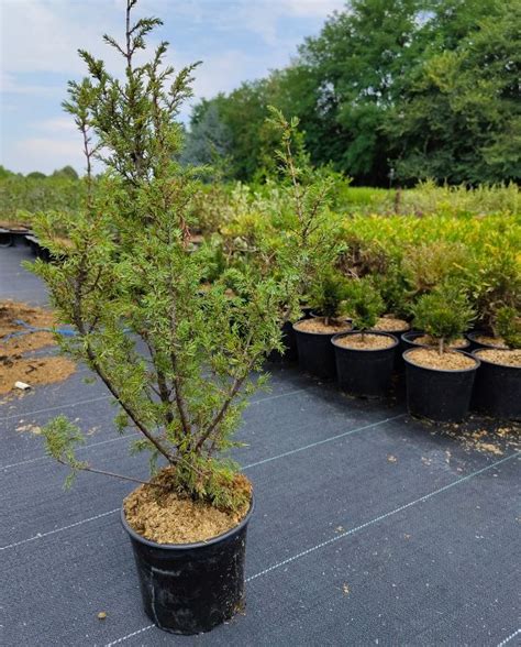 Юниперус комунис Хиберника Juniperus Communis Hibernica Дворът БГ