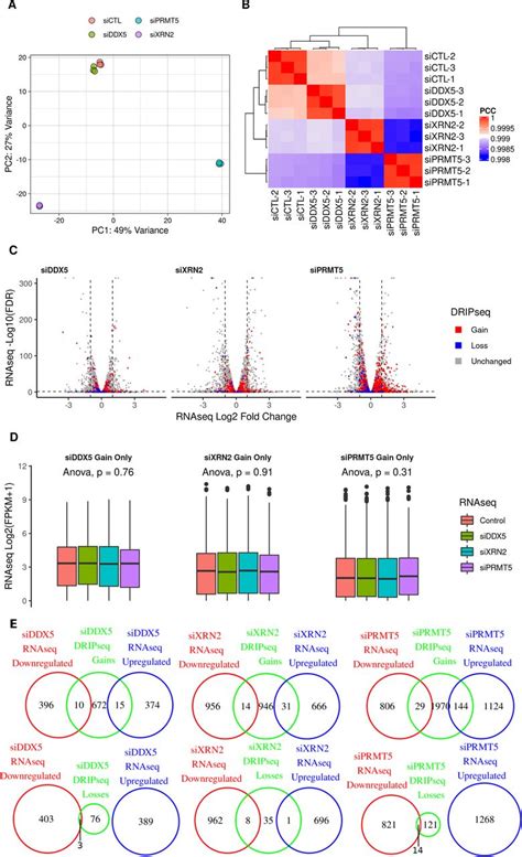 Genome Wide R Loop Analysis Defines Unique Roles For Ddx5 Xrn2 And