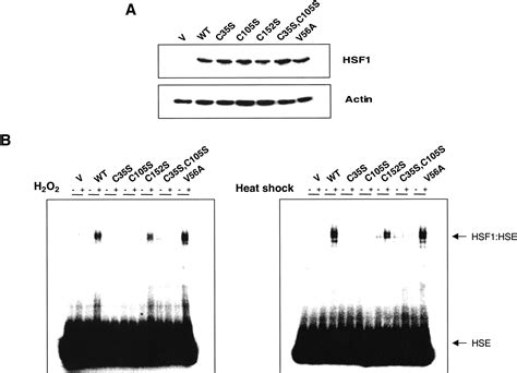 Redox Regulation Of Mammalian Heat Shock Factor 1 Is Essential For Hsp