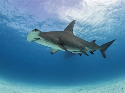 Olympus Digital Camera Scubaverse