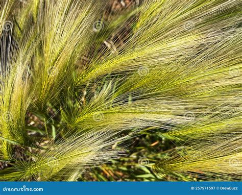 Green Beach Grass Yellow Beachgrass Lush Greenery Foliage Closeup Macro