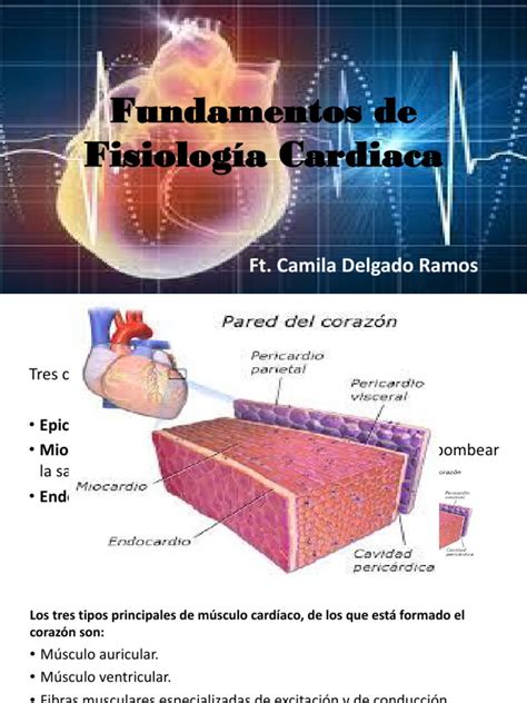 Fisiologia Cardiaca Pdf Ventrículo Corazón Corazón