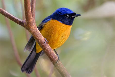 棕腹仙鶲 Rufouse bellied Niltava Flickr