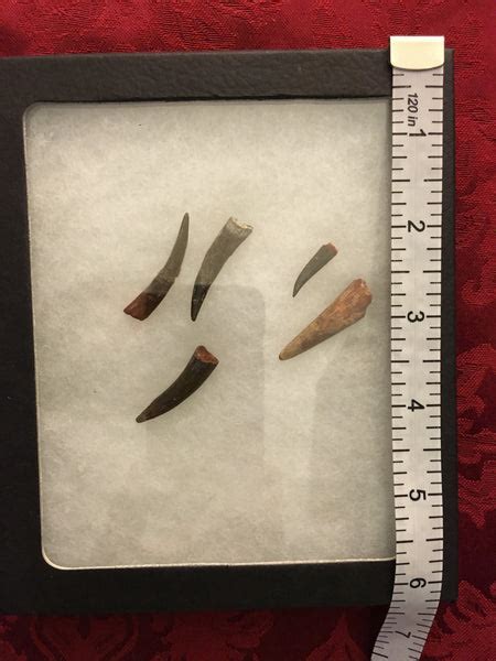 Authentic Dinosaur Fossils For Sale Amazing Relics