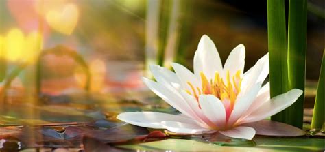 Quelques Conseils Du Feng Shui Pour Attirer L Amour WeMystic France