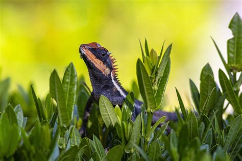 Calotes Pixabay