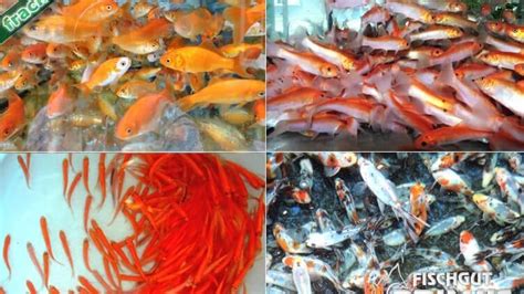 Fischgut Primus Fischgut Primus