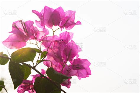 花园里五颜六色的纸花
