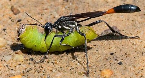 Predatory Wasp Ammophila Procera Bugguidenet