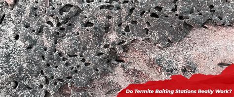 Do Termite Baiting Stations Really Work Pest Control Services Malaysia