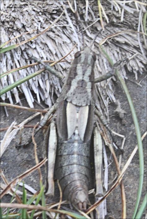 Bug Pictures Mountain Grasshopper Percassa Rurons By Kennedyh