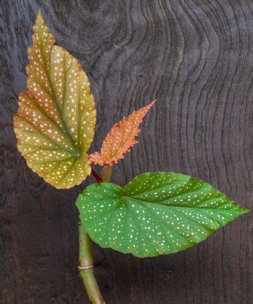 How To Propagate Begonias Expert Tips Homes And Gardens